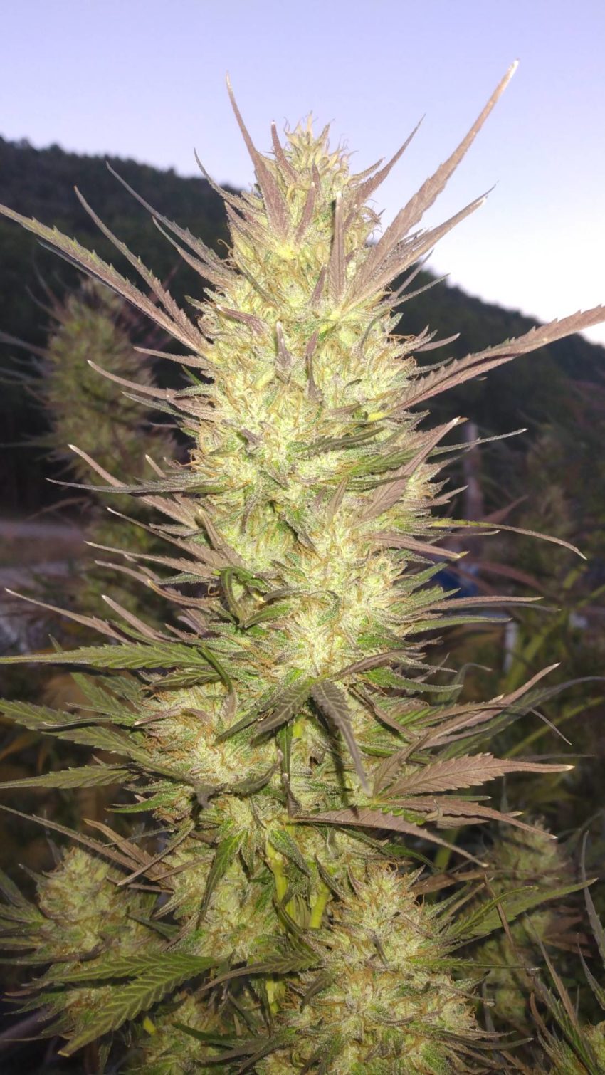 Guide for Growing Cannabis on Another World – How to Grow Weed in Outer ...